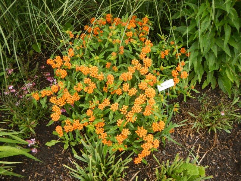 Water Conservation Garden - Utilities Kingston