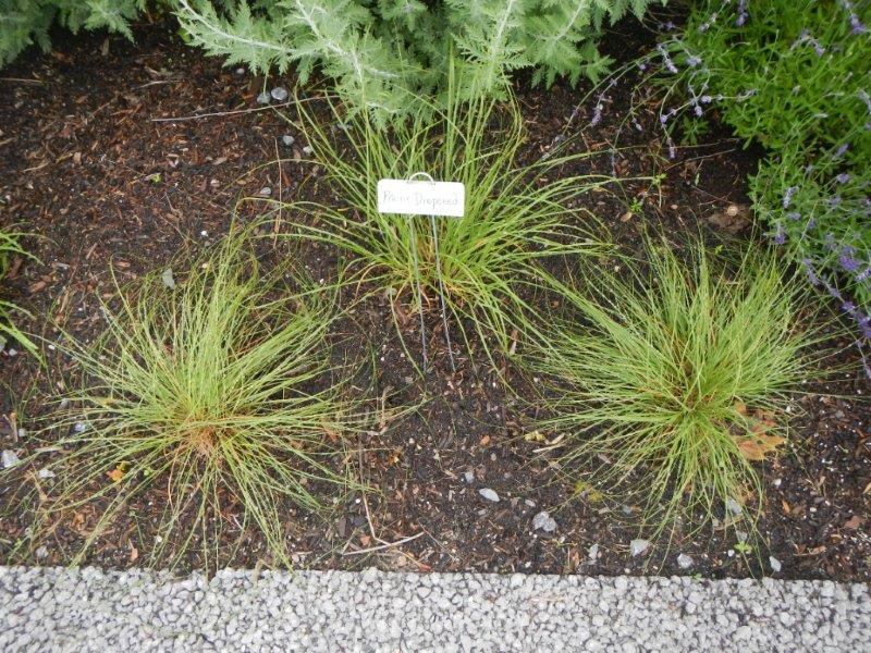 Water Conservation Garden - Utilities Kingston