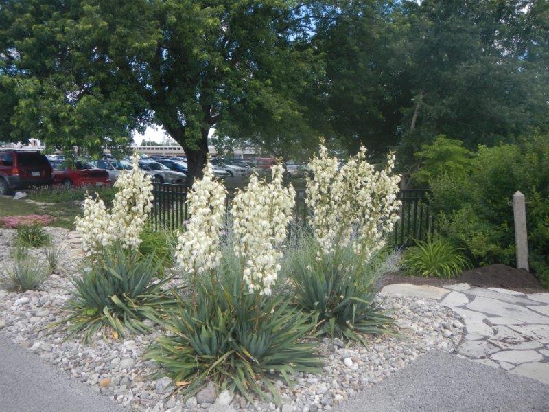 Water Conservation Garden - Utilities Kingston